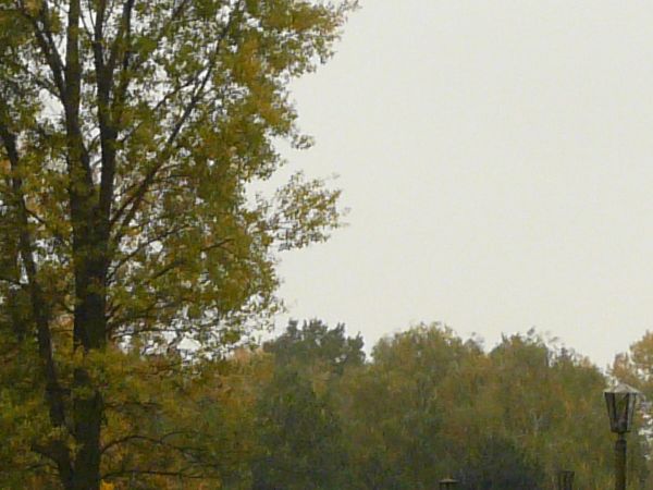 forest side view texture 0007 - Texturelib